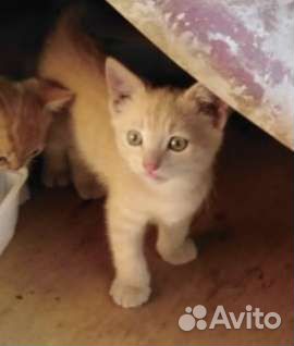 Котик персикового цвета