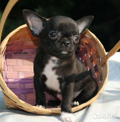 Батончик - мальчик чихуа