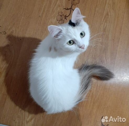 Кошка подросток с прикольным окрасом в добрые руки