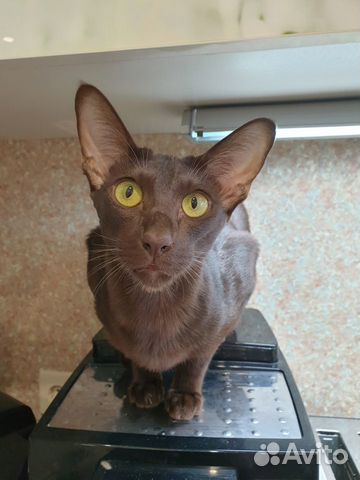 Отдам в хорошие руки ориентальная кошка