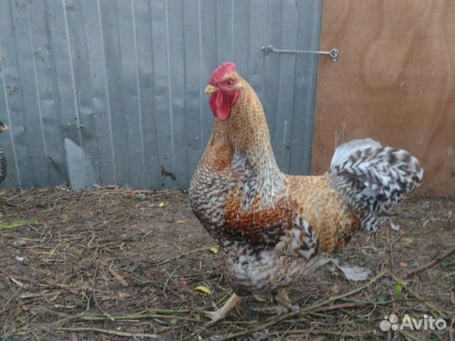 Семья Билефельдер