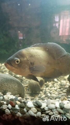 Астронотус