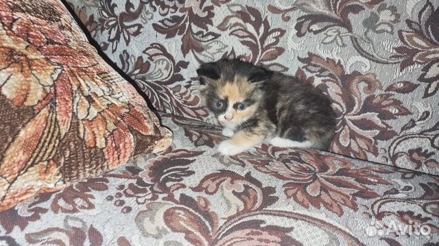 Котенок Люся