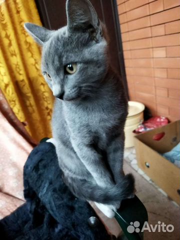 Отдам в добрые руки котик