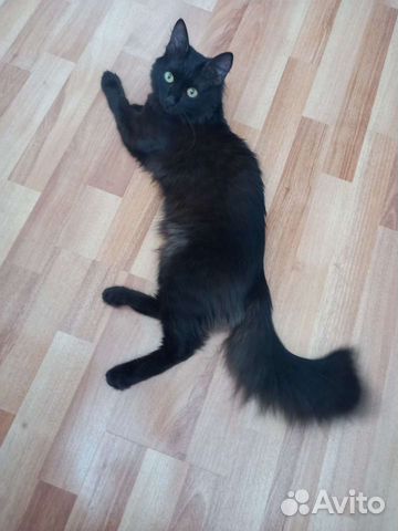 Черный котенок