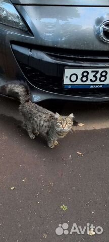Котёнок в дар