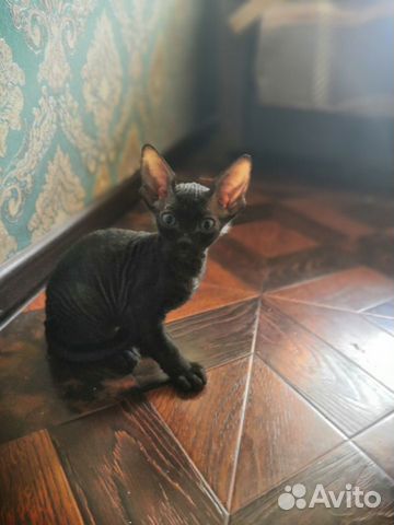 Канадский сфинкс котенок девочка