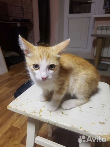 Кот подросток Кекс