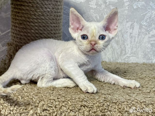 Чудесные мальчишечки