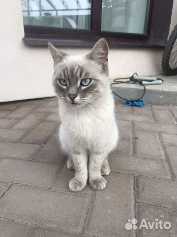 Котик в добрые руки