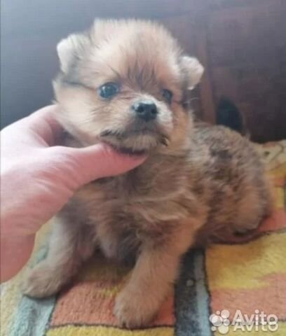 Мальчик шорк