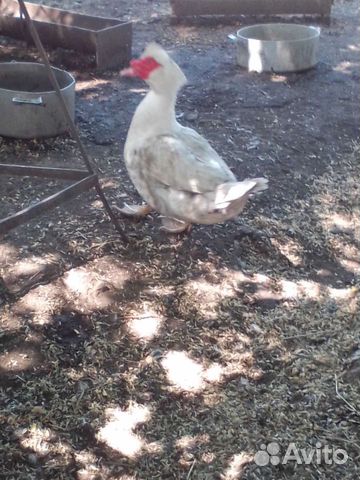 Индоутка мускусная утка