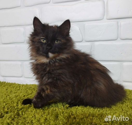 Котенок курильского бобтейла