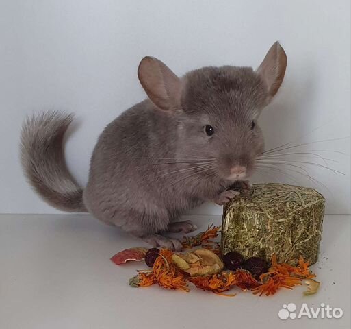 Шиншилленок девочка пастель средняя (2 мес)