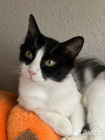 Ласковая игривая кошечка Мари 1,5 года ищет дом