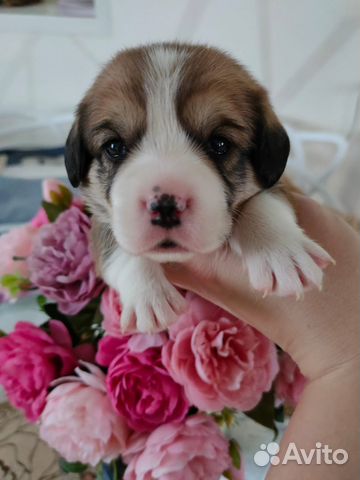 Щенки-по согласию и огромной любви