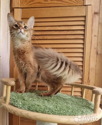 Сомалийский мальчик