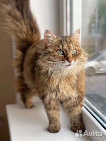 Кошка Лила