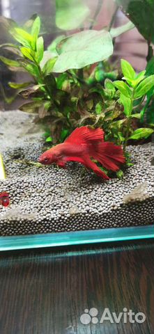 Рыбки. Растения. Грунт. Петушок супер дельта