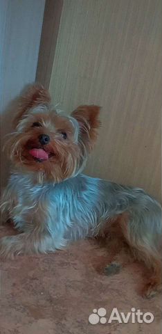 Мальчик йоркширский терьер ищет подружку)