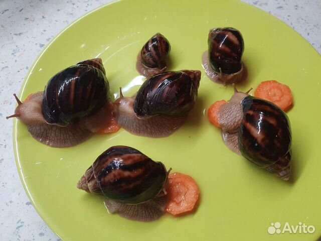 Улиточки Ахатины