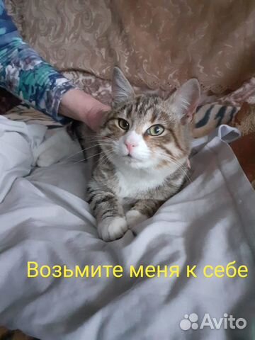 Котёнок жорик, 3.5 мес., серый с белым