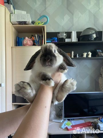 Декоративные кролик