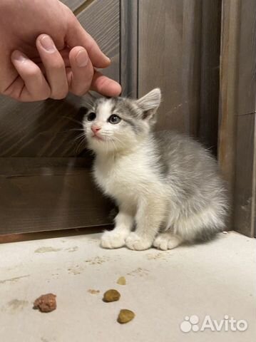 Котенок девочка