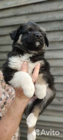 Собака в добрые руки щенок