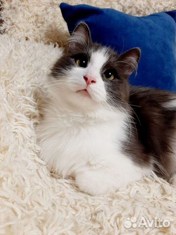 Кошка