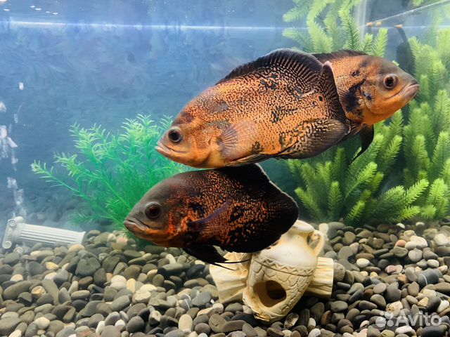 Астронотусы тигровые