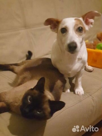 Отдам в добрые руки