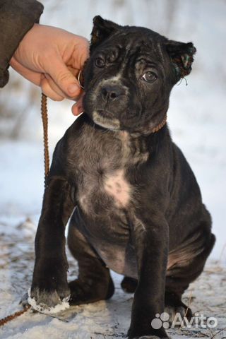 Черная девочка кане Корсо