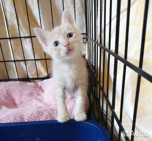 Котенок персикового окраса в дар