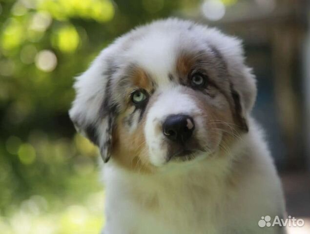 Кобель австралийской овчарки, аусси