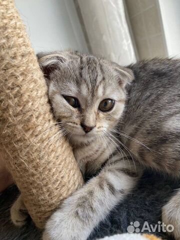 Шотландские вислоухие котята (девочка)