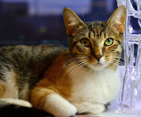 Красивущая и смешнючая девочка 8,5 мес ищет дом