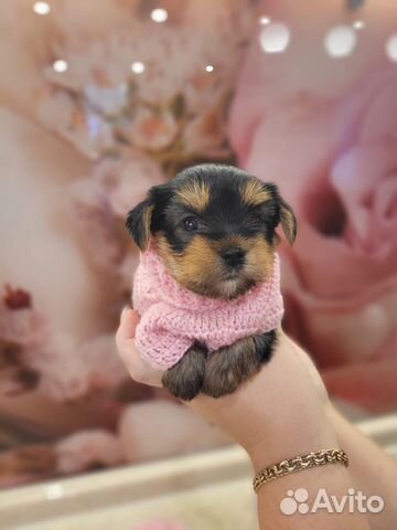 Продам щенков Йорка