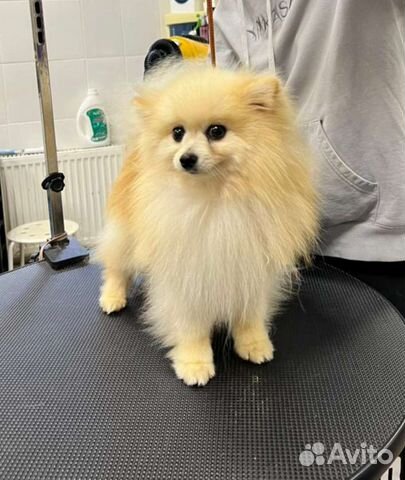 Померанский шпиц мини