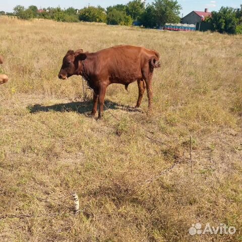 Бычки
