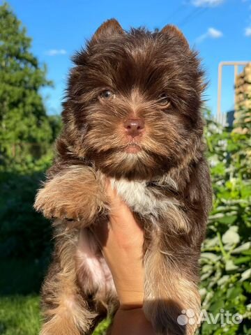 Шоколадный мальчик