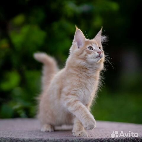 Норвежская лесная кошка