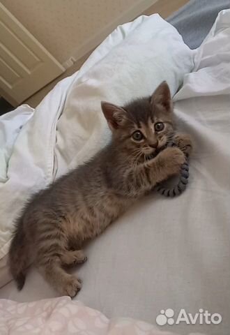Котёнок 1-1,5 месяцев