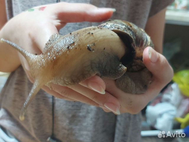 Улитки ахатины