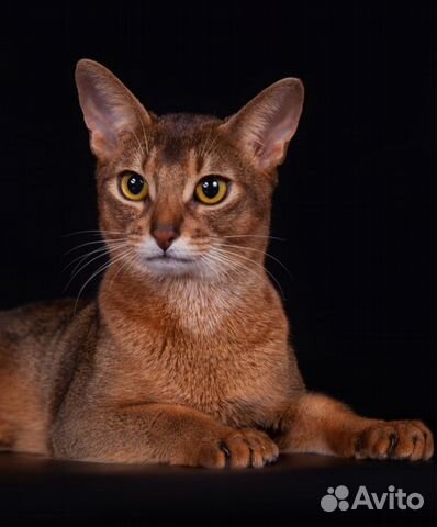 Абиссинский кот