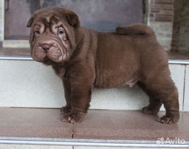 Шоколадные шарпейчики