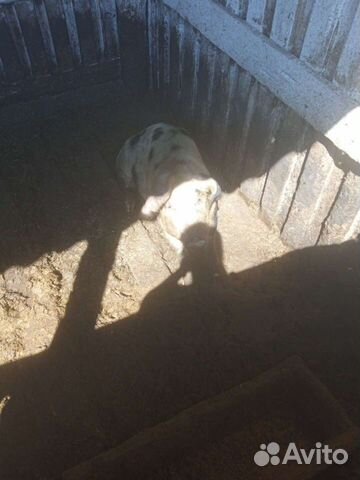 Порода Дюрок и Лондрас