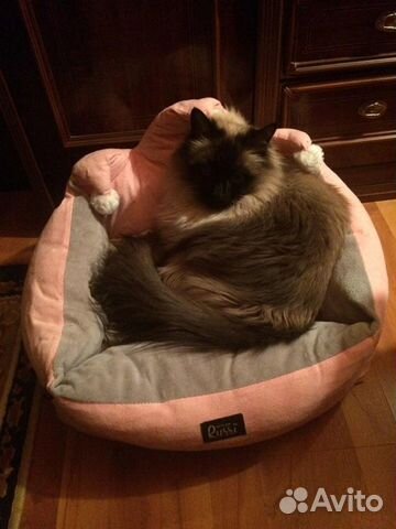 Отдам любимого котика в добрые, любящие руки