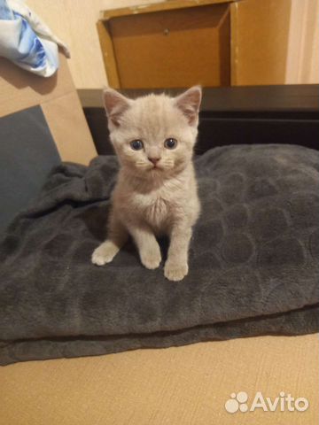 Британская