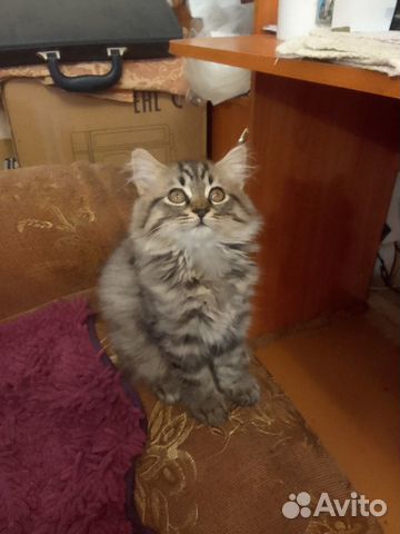 Котята британцы длинношерстные